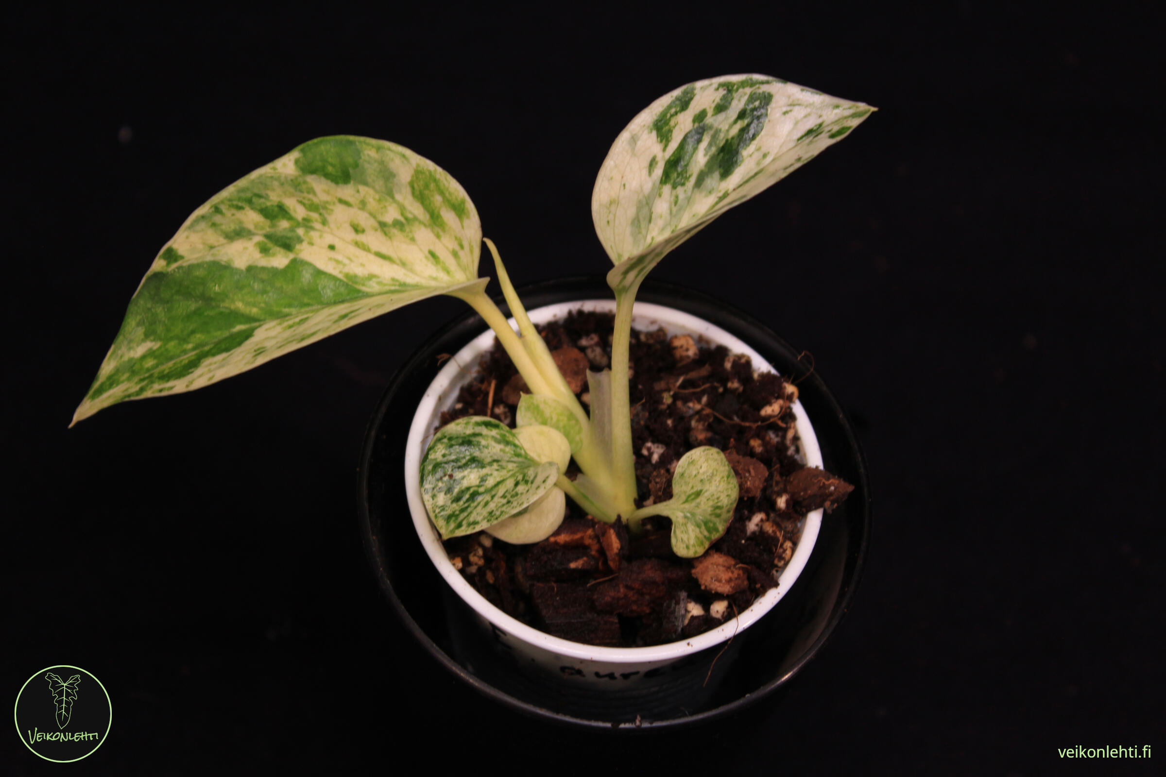Epipremnum Aureum Marble Queen - Veikonlehti.fi