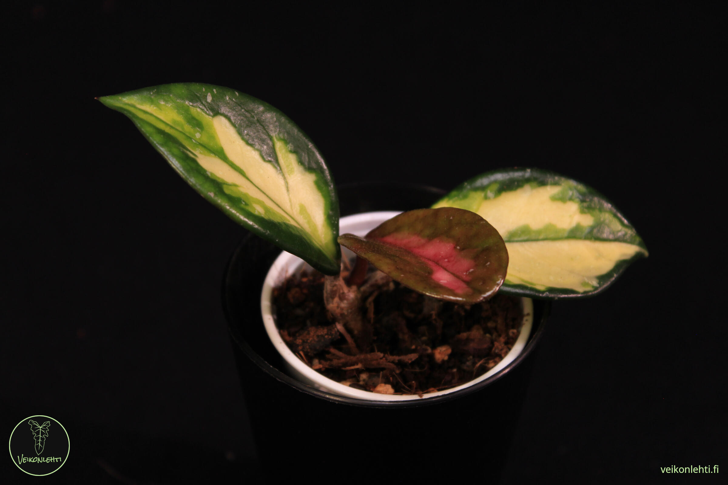 Hoya Carnosa Rubra - Veikonlehti.fi