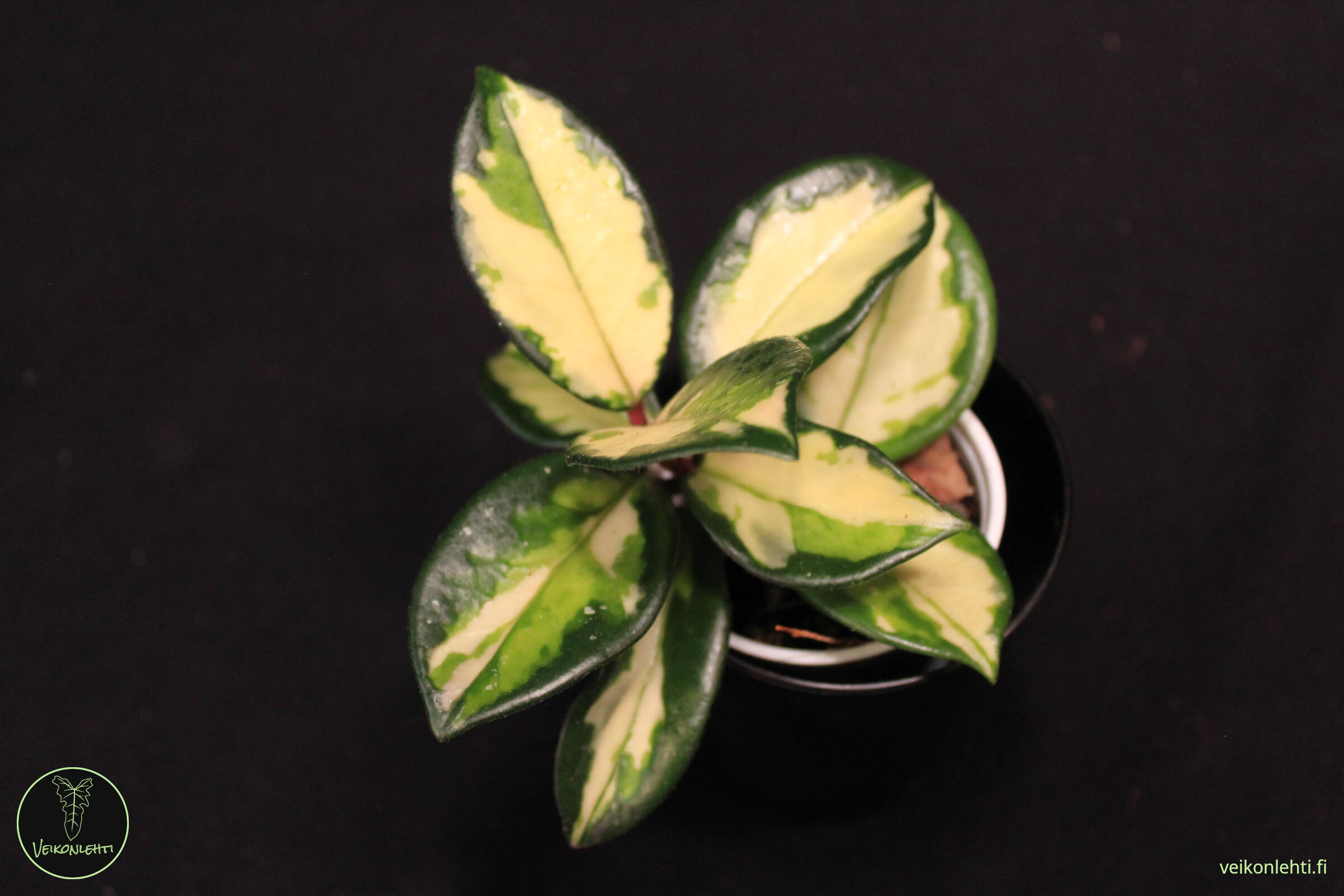 Hoya Carnosa Rubra - Veikonlehti.fi