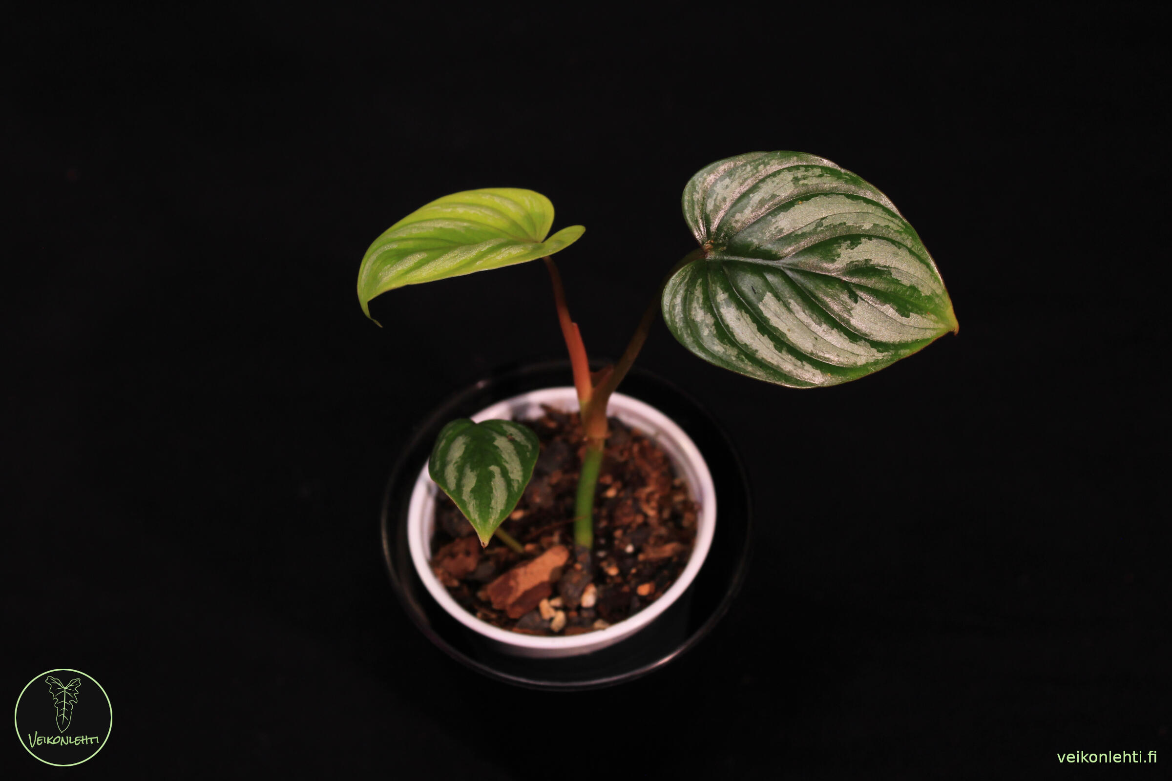 Philodendron Mamei - Veikonlehti.fi
