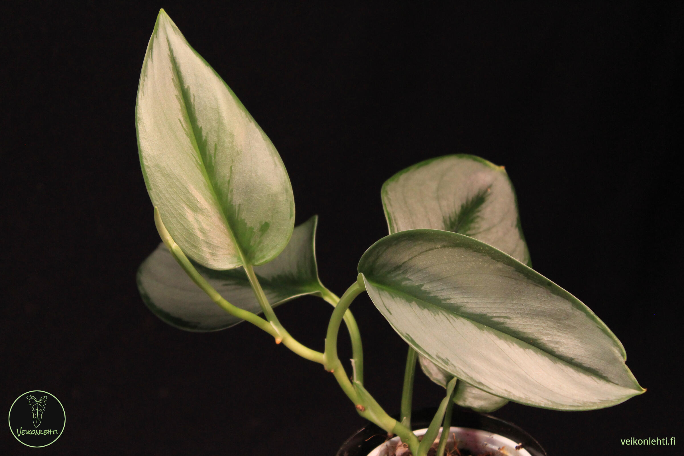 Scindapsus Moonlight - Veikonlehti.fi