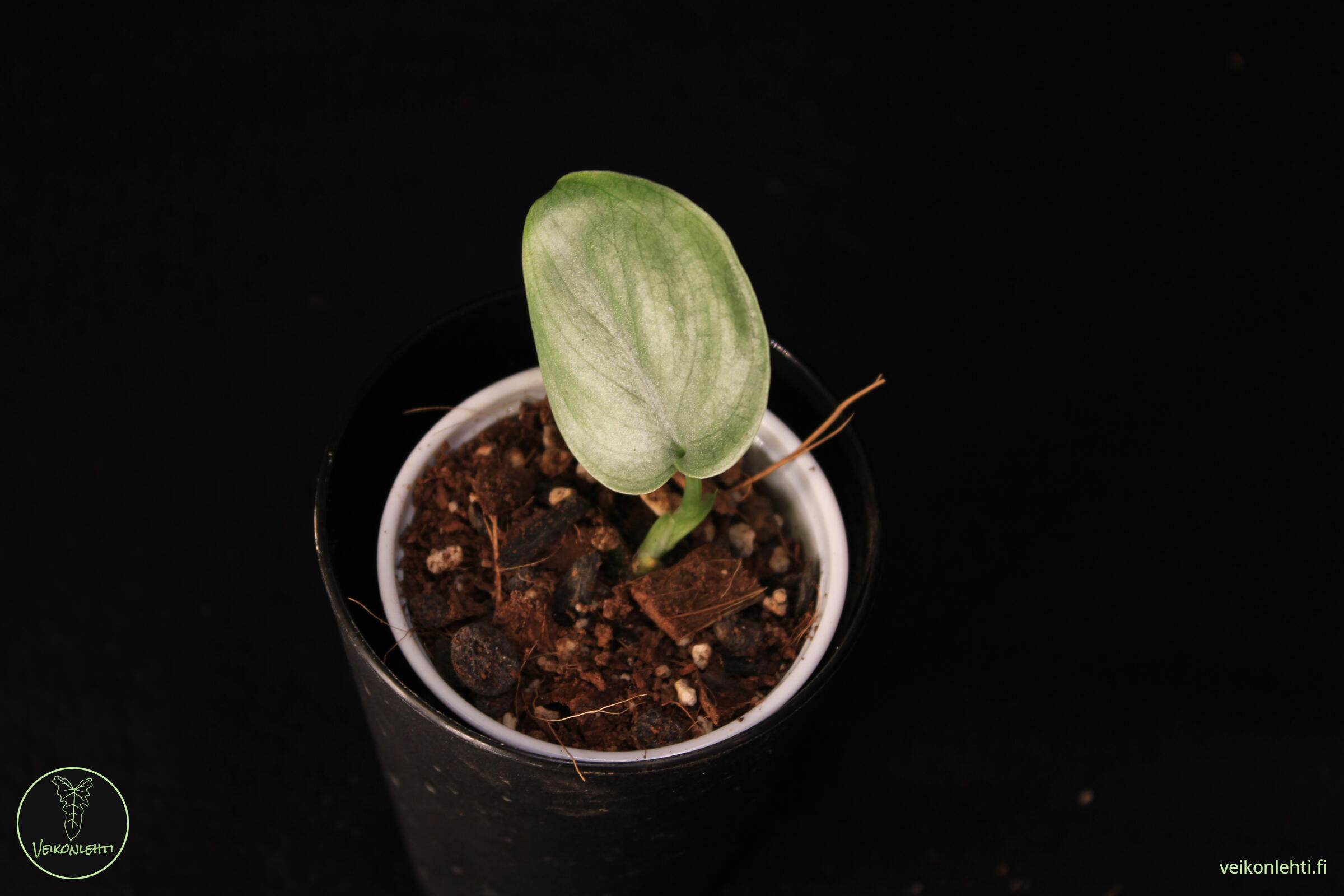 Scindapsus Silver Hero - Veikonlehti.fi