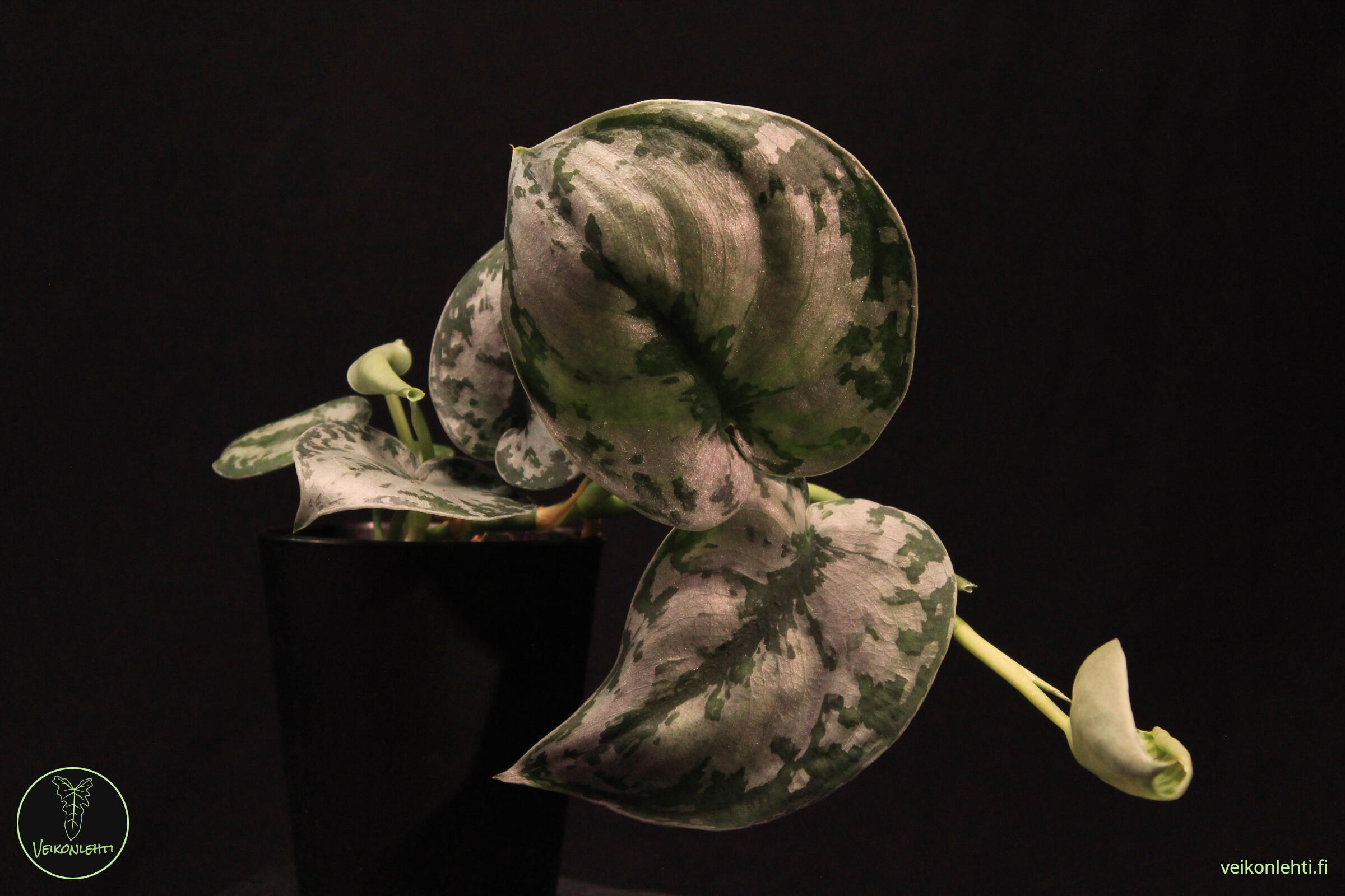 Scindapsus Silver Queen - Veikonlehti.fi