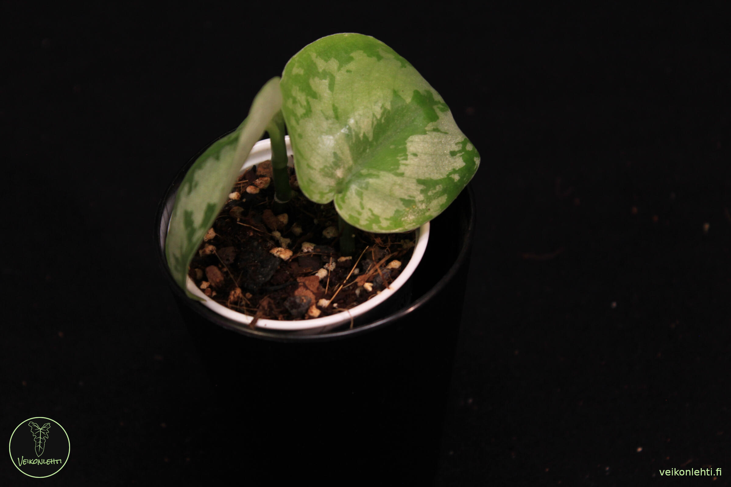 Scindapsus Silver Queen - Veikonlehti.fi