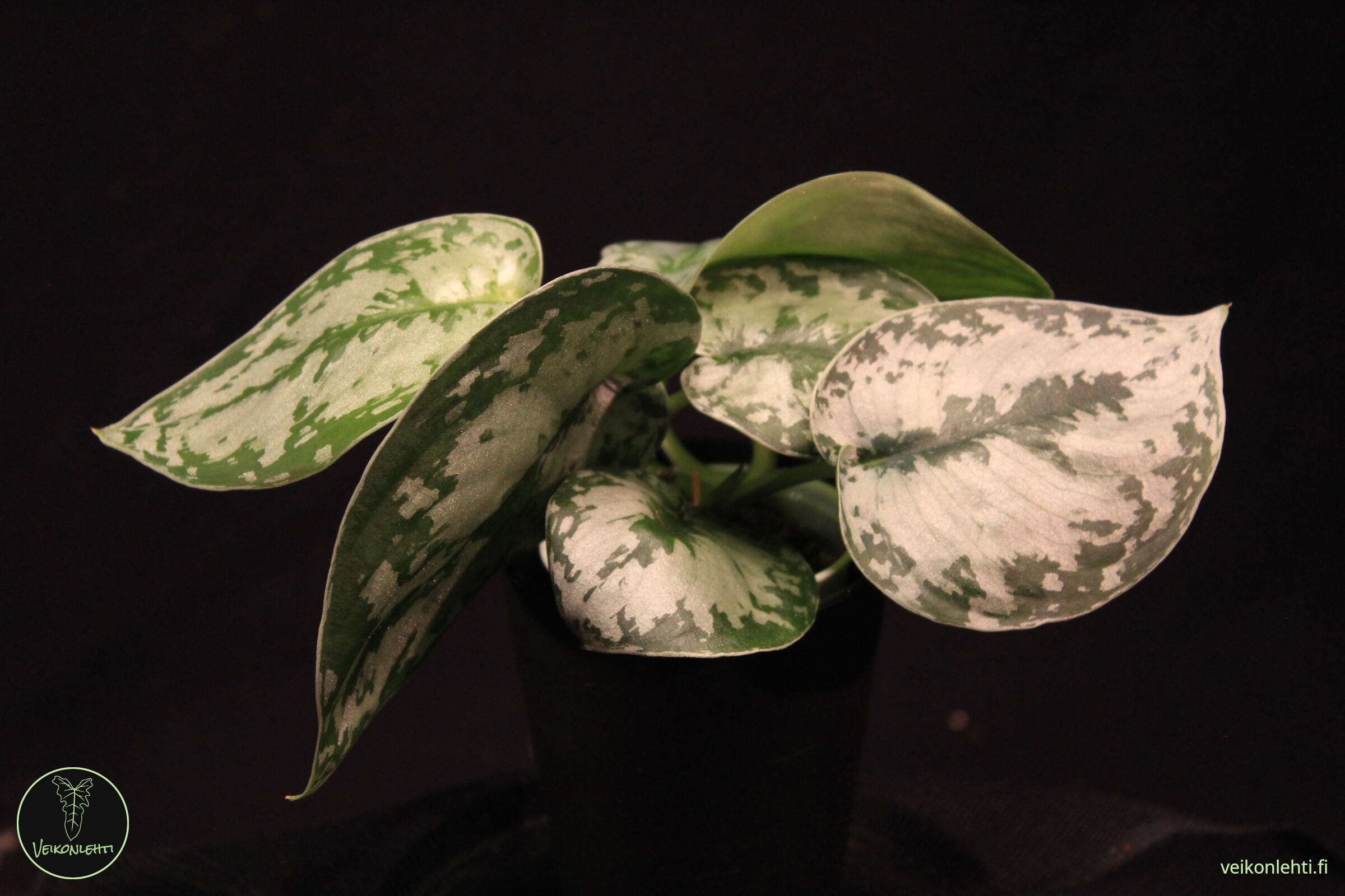 Scindapsus Silver Queen - Veikonlehti.fi