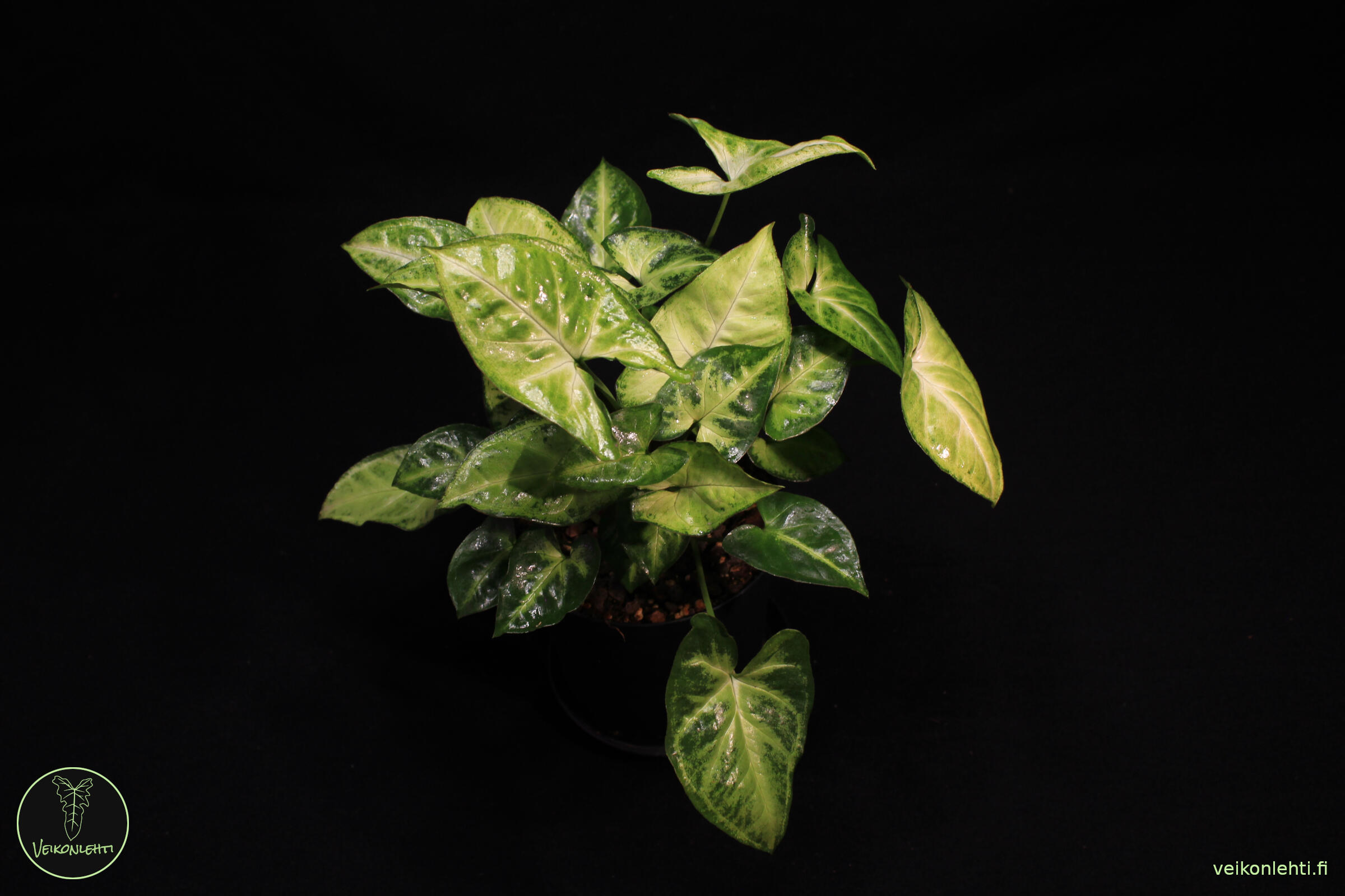Syngonium Pixie - Veikonlehti.fi