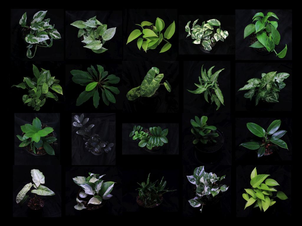 Nuoret kasvit - Veikonlehti.fi